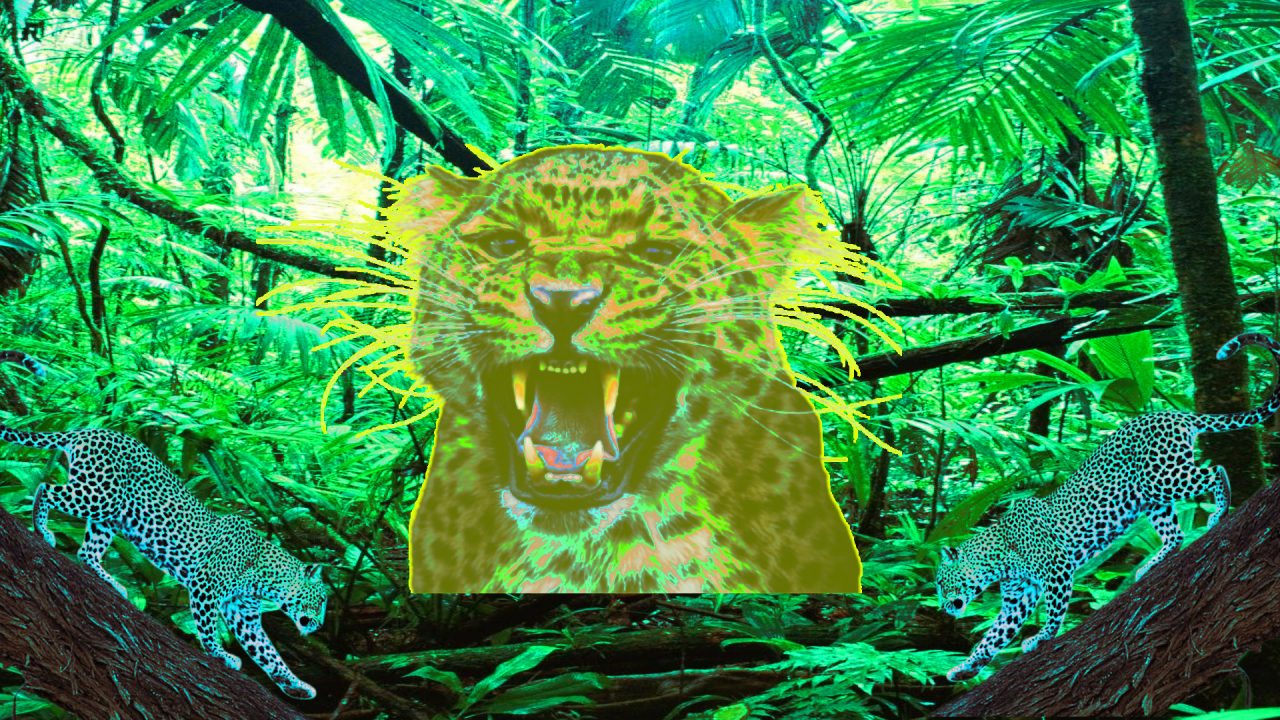 It’s A Jungle Computer Wallpaper – GasNoLight.co.uk